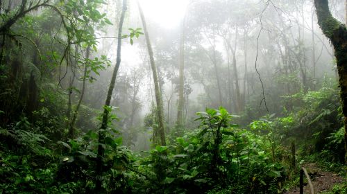 13 Jungle Horror Book Recommendations - Fearsome Fiction